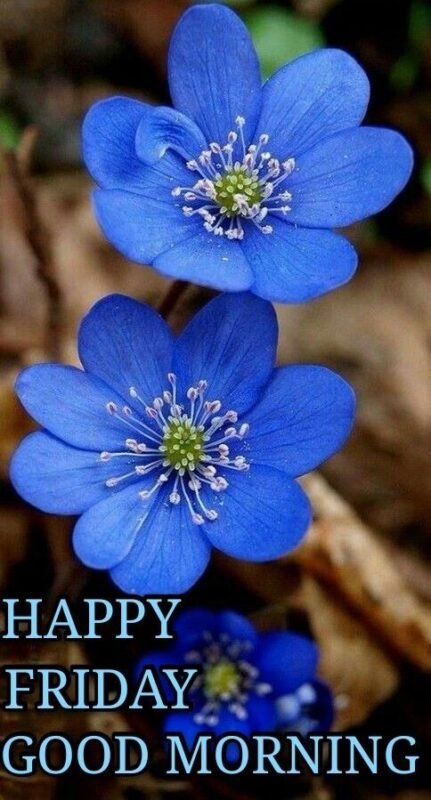 Good Morning Wishes Friday Images - Good Morning Pictures