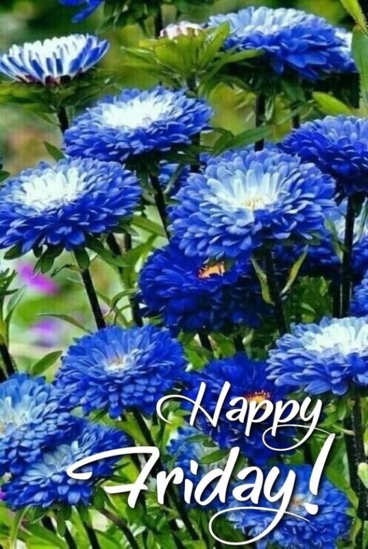 Good Morning Wishes Friday Images - Good Morning Pictures