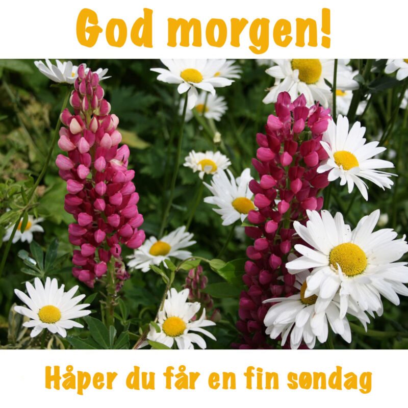 70+ Good Morning Norwegian Greetings at Sunrise Images Gif’s & Wishes ...