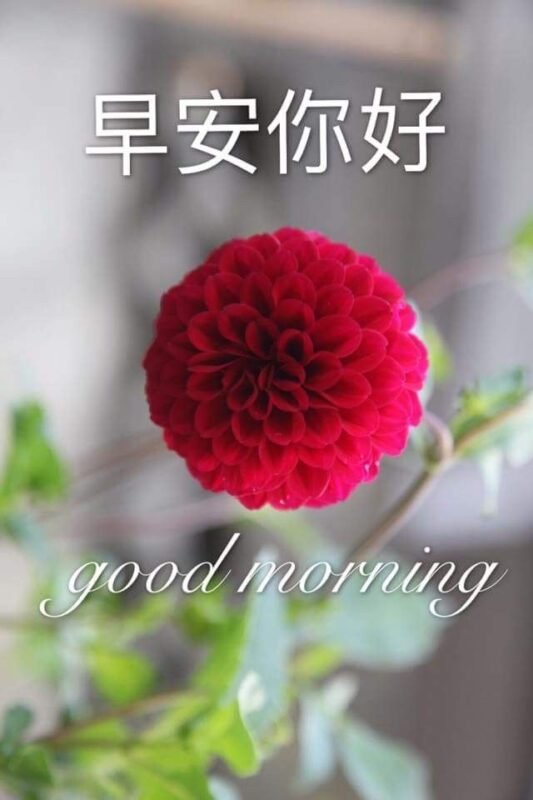 70+ Good Morning Chinese Images & Wishes - Good Morning Pictures