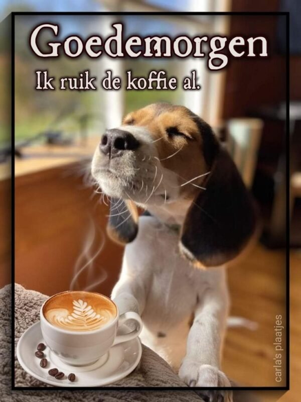 50+ Good Morning Dutch Images & Wishes - Good Morning Pictures