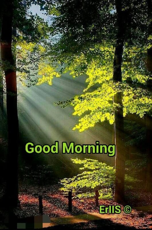 30+ Good Morning Forest Images - Good Morning Pictures