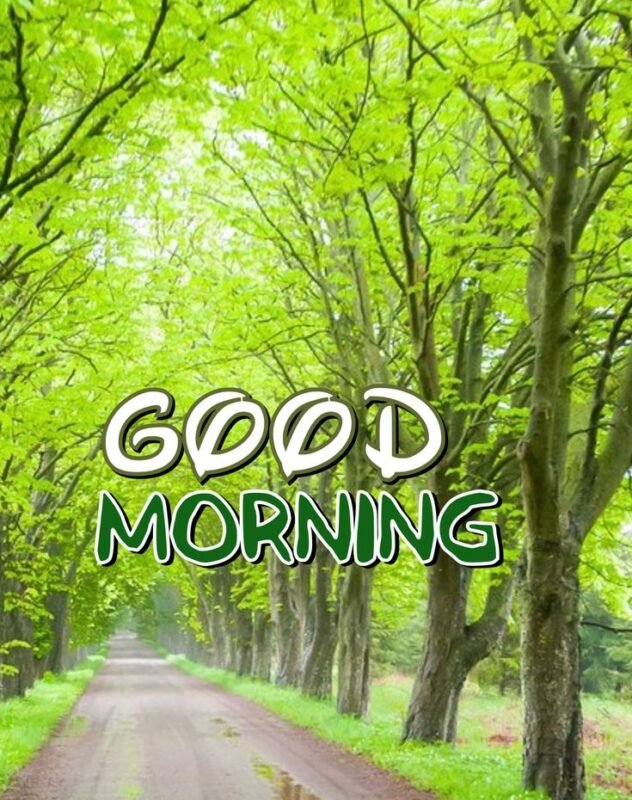 30+ Good Morning Forest Images - Good Morning Pictures