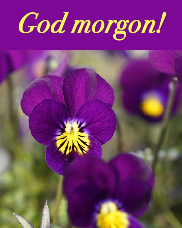 75+ A Swedish Good Morning Greetings & Wishes - Good Morning Pictures