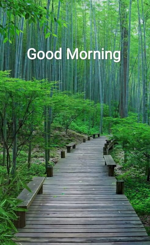 30+ Good Morning Forest Images - Good Morning Pictures