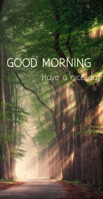 30+ Good Morning Forest Images - Good Morning Pictures