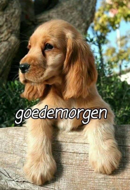 50+ Good Morning Dutch Images & Wishes - Good Morning Pictures