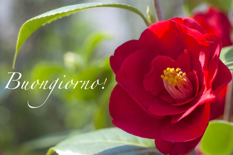 60+ Good Morning Italian Images & Wishes - Good Morning Pictures