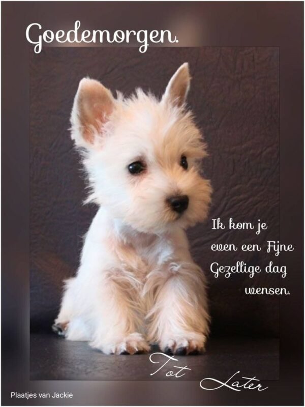 50+ Good Morning Dutch Images & Wishes - Good Morning Pictures