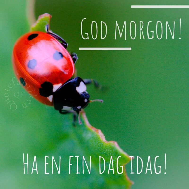 75+ A Swedish Good Morning Greetings & Wishes - Good Morning Pictures